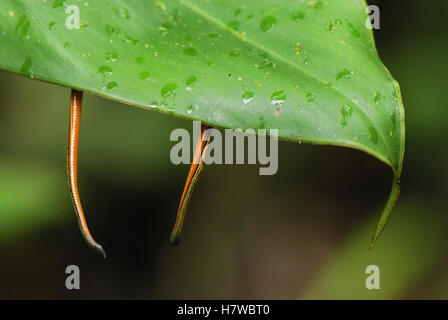 Tiger Leech (Haemadipsa picta) pair fighting, Danum Valley Conservation ...