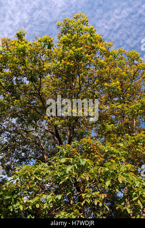 English Black Walnut (Juglans regia) male catkins and female flower ...