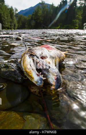 Close-up image of a dead Salmon after spawning Stock Photo: 41302454 ...