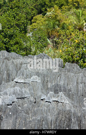 Tsingy rock formations and surrounding dry decidious forest, Bemaraha ...