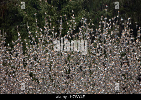 Brambling (Fringilla montifringilla) flock, four million, returning to ...