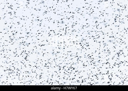 Brambling (Fringilla montifringilla) flock, four million, returning to ...