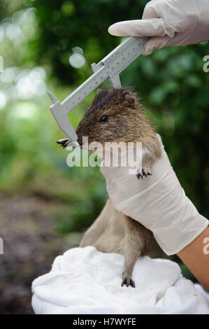 Santa Catarina's Guinea Pig (Cavia intermedia) critically endangered ...