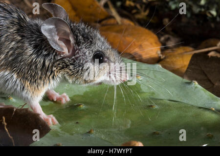 Eastern Harvest Mouse (Reithrodontomys humulis), Red Corral Ranch ...