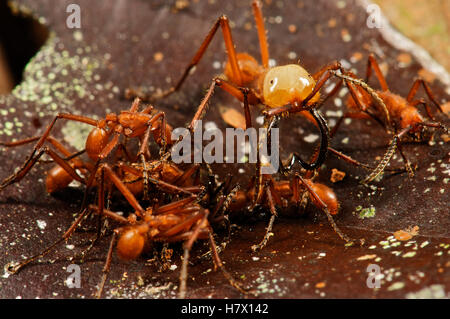Army Ant (Eciton hamatum) workers with huge mandibles guarding nest ...