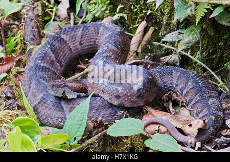 Ecuadorian Toad-headed Pit-viper (Bothrocophias campbelli), Andes ...