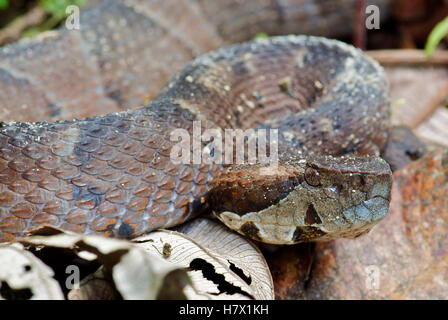 Ecuadorian Toad-headed Pit-viper (Bothrocophias campbelli), Andes ...