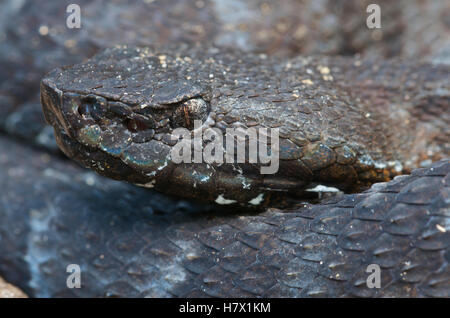 Ecuadorian Toad-headed Pit-viper (Bothrocophias campbelli), Andes ...