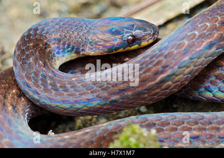 Ground Snake (Atractus sp), Andes, Ecuador Stock Photo - Alamy