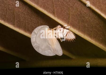 Black-and-white Treehopper (Membracis foliata) recently emerged ...