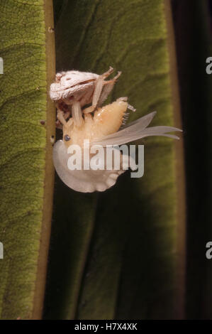 Black-and-white Treehopper (Membracis foliata) recently emerged ...
