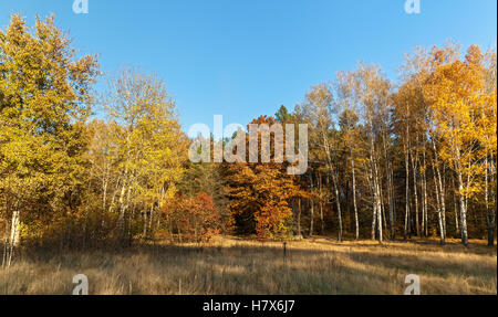 Forest Edge with a lot of trees with different colors at the height of ...