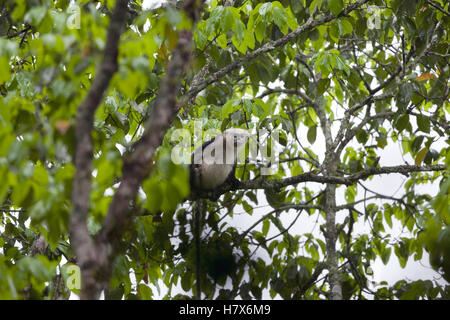 Tonkin Snub-nosed Monkey (Rhinopithecus avunculus) jumping from on tree ...