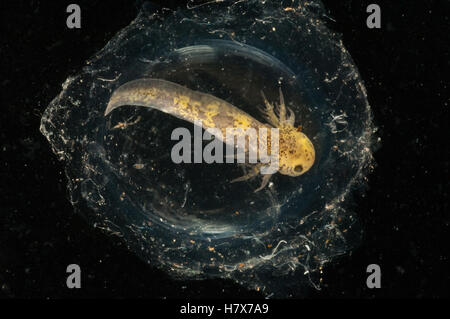 Mexican Axolotl (Ambystoma mexicanum) egg on day ten of development ...