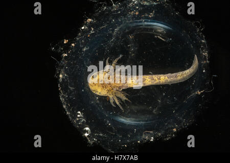 Mexican Axolotl (Ambystoma mexicanum) egg on day ten of development ...