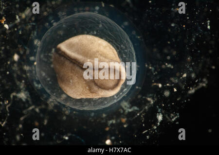 Mexican Axolotl (Ambystoma mexicanum) egg on day thirteen of ...
