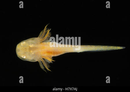 Mexican Axolotl (Ambystoma mexicanum) larva on day fourteen of ...