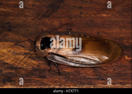 Giant Cockroach (Blaberus giganteus), Yasuni National Park, Amazon ...