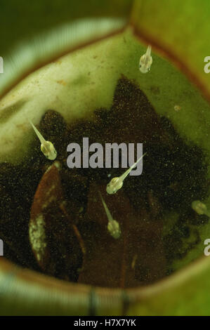 Matang Narrow-mouthed Frog (Microhyla nepenthicola) pair in amplexus ...