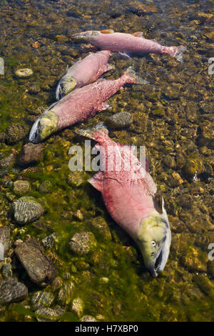 Sockeye Salmon (Oncorhynchus nerka) discolored carcass and fish eggs ...
