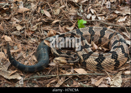 Timber Rattlesnake (Crotalus horridus) showing heat sensitive pits ...