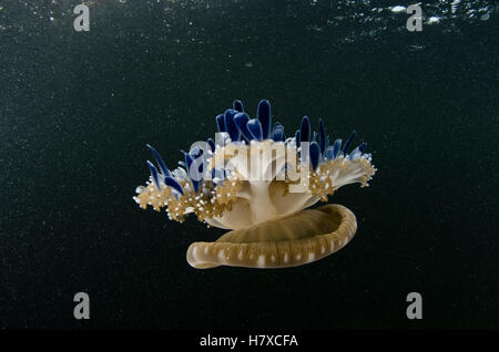 Upside-Down Jellyfish (Cassiopea) Jardines de la Reina National Park ...