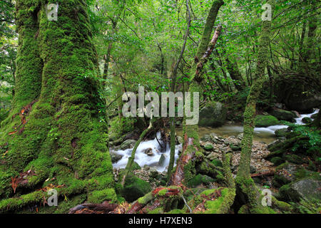 Primary temperate rainforest of Shiratani Unsuikyo, Yakushima Island ...