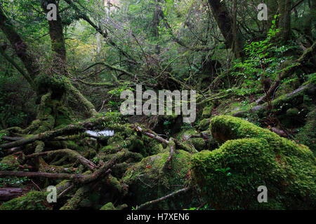 Primary temperate rainforest of Shiratani Unsuikyo, Yakushima Island ...