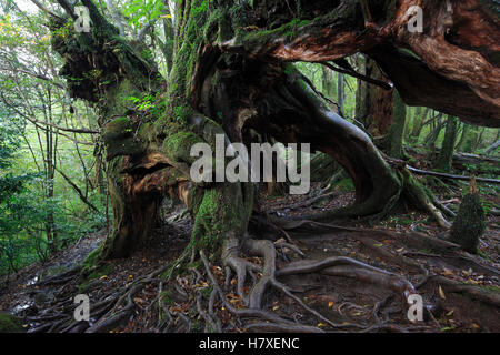 Primary temperate rainforest of Shiratani Unsuikyo, Yakushima Island ...