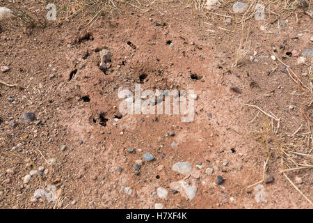 Ant Colony Hole Stock Photo - Alamy