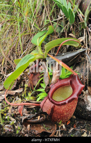 Pitcher Plant (Nepenthes rajah) world's largest variety, Kinabalu ...