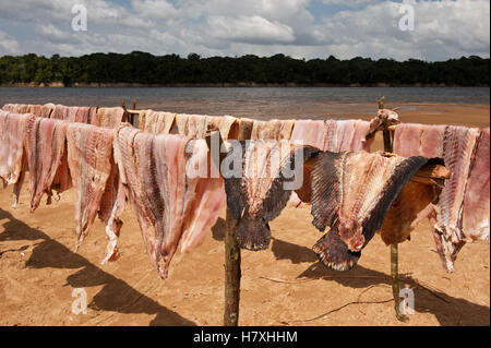 Arapaima (Arapaima gigas) meat drying in sun from legal harvest ...