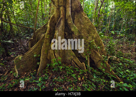 Buttress roots in rainforest, Cocaya River, eastern Amazon, Ecuador ...