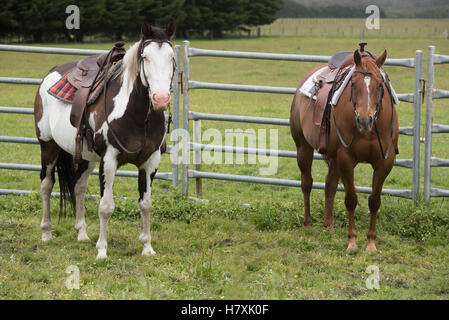 2 horses saddled in the yards ready for work Stock Photo: 125360826 - Alamy