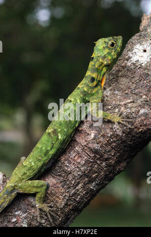 Horned Flying Lizard (Draco cornutus), Lambir Hills National Park ...