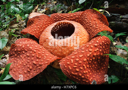 Rafflesia (Rafflesia tuan-mudae) flower, Padawan, Gunung Braang ...