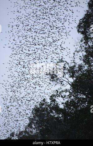 Wrinkle-lipped Free-tailed Bat (Chaerephon plicata) hugh flock, in ...