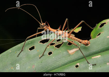 Stick Insect (Epidares nolimetangere) male, Sarawak, Borneo, Malaysia ...