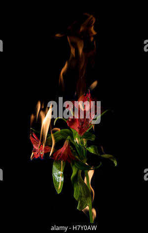 alstroemeria flower on fire with flames on black background Stock Photo ...