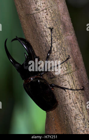 Rhino Beetle Chalcosoma caucasus Atlas Beetle Scarab large Stock Photo ...
