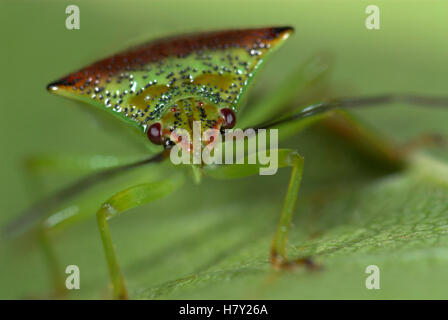Hawthorn shield bug (Acanthosoma haemorrhoidale). The triangular shield ...