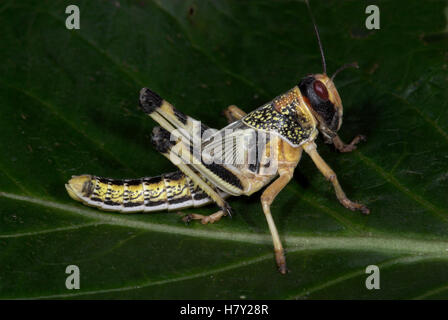 Desert Locust, Schistocerca gregaria, 3rd instar, wings developing ...