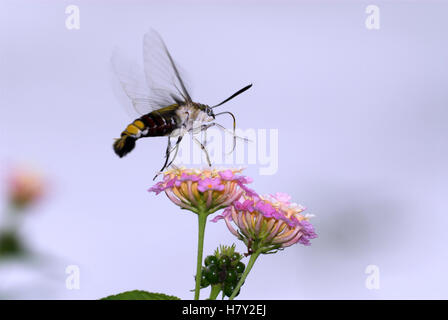 hummingbird hawk-moth with proboscis extended, drinking nectar from a ...