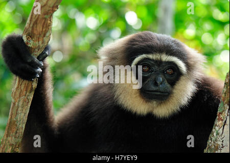 Bornean White-bearded Gibbon (Hylobates albibarbis), Tanjung Puting ...