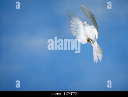 Barbary Dove (Streptopelia risoria) flying, multiflash image Stock ...