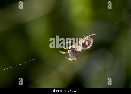 Feather-legged Spider (Hyptiotes paradoxus) web collapsing around prey ...