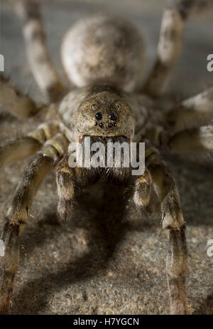 Wolf Spider (Arctosa cinerea), England Stock Photo - Alamy