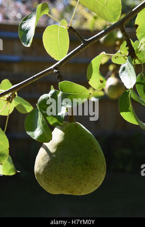 single pear hanging on a tree Stock Photo - Alamy