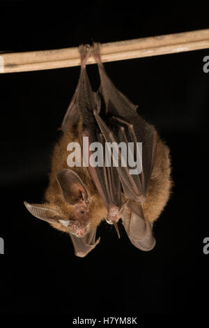 Hairy Big-eared Bat (Micronycteris hirsuta) roosting, Smithsonian ...