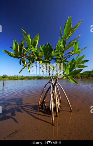 Red Mangrove (Rhizophora mangle) new growth, Carrie Bow Cay, Belize ...